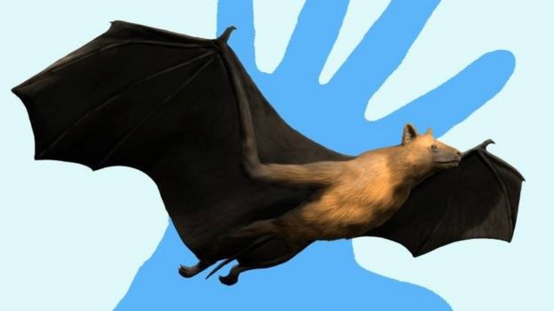 Ancient bones shine light on new bat species - BBC Newsround