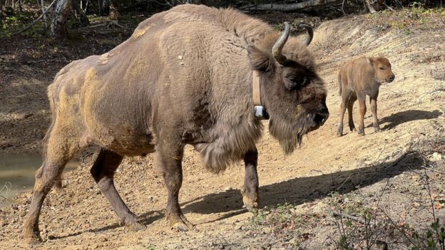 European bison to roam more Kent woodland as new bridges approved - BBC ...