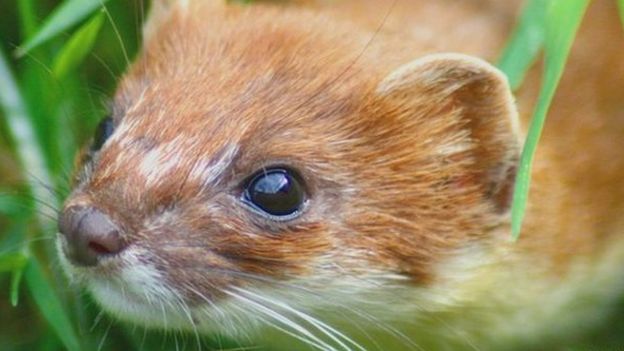 Traps set after first Rousay stoat sighting in Orkney - BBC News