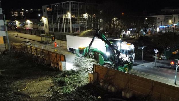 Plymouth trees: Call for independent inquiry into felling - BBC News