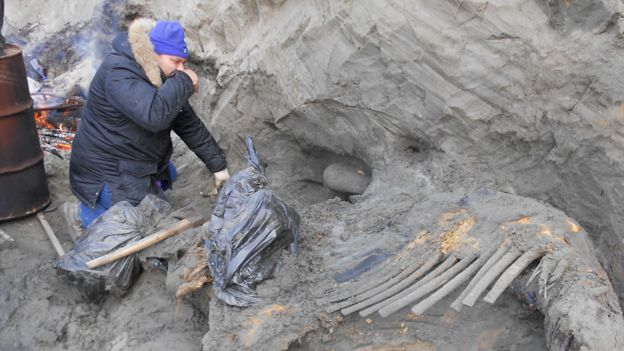 Frozen baby mammoth discovered in Yukon excites Canada - BBC News