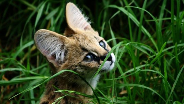 ¿Cuáles son los animales que pueden saltar más alto? - BBC News Mundo