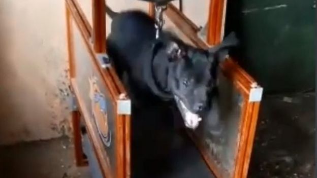 Gang leader's dog forced to fight larger dog for 45 minutes - BBC News