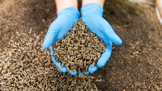 Stopping the rot: Meet the waste warriors - BBC News