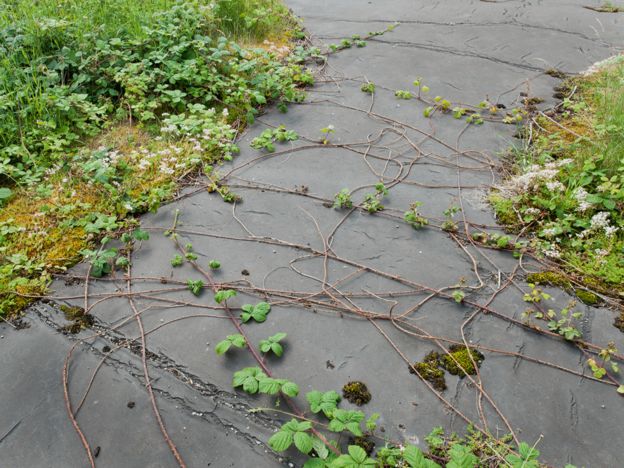 Landscapes of chemical and biological warfare - BBC News