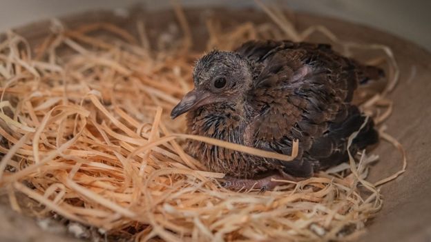 Rare birds: 'Extinct' Socorro doves born at Chester Zoo - BBC Newsround