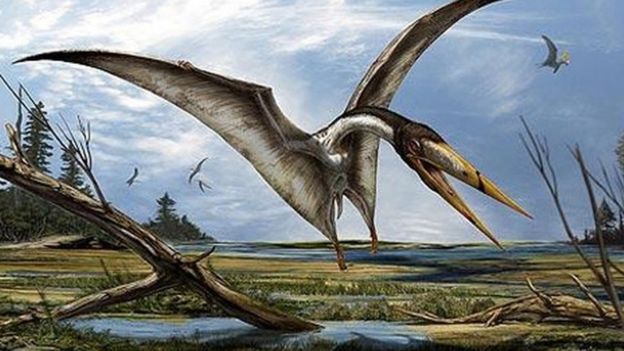 Student finds mystery pterosaur in Cambridgeshire fossils - BBC News