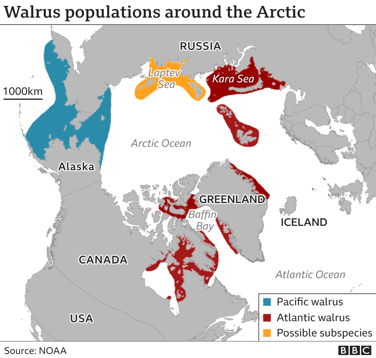 Walrus counting from space: How many tusked beasts do you see? - BBC News