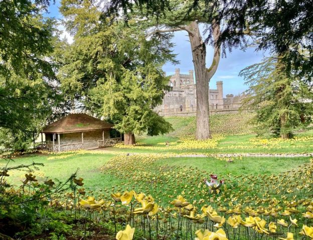 Lowther Castle 15,000 ceramic daffodils installation open - BBC News