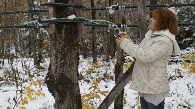 Canada's Supreme Court upholds C$9m fine on maple syrup thief - BBC News