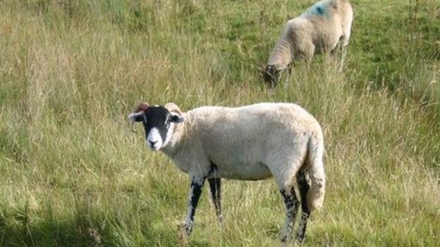 Fleecing the farmers: The true cost of stealing sheep - BBC News