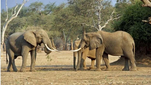 Trump puts elephant trophy imports on hold - BBC News