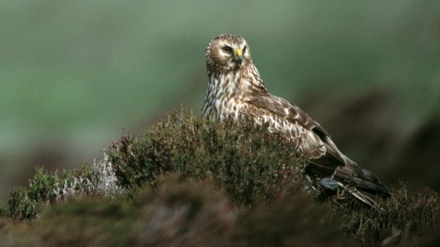RSPB appeal after loss of Manx hen harrier - BBC News
