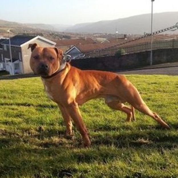 Inside the illegal world of organised dogfighting - BBC News