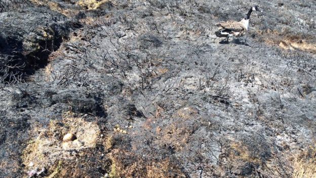 Peak District wild fire destroys dozens of bird nests - BBC News