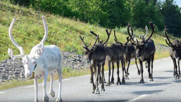 Rare but conspicuous: Your photos of white reindeer - BBC News