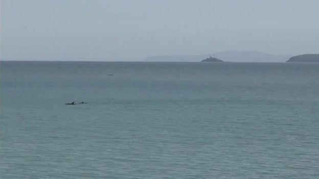 Dolphin pictured breaching near surfers in Cornwall - BBC News