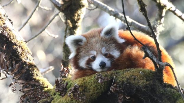 Red pandas tracked by satellite in conservation 'milestone' - BBC News