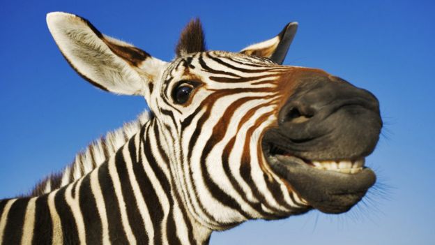 International Zebra Day: Top 5 facts about these striped animals - BBC ...