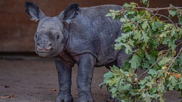 Chester Zoo celebrates birth of endangered Malayan tapir - BBC News