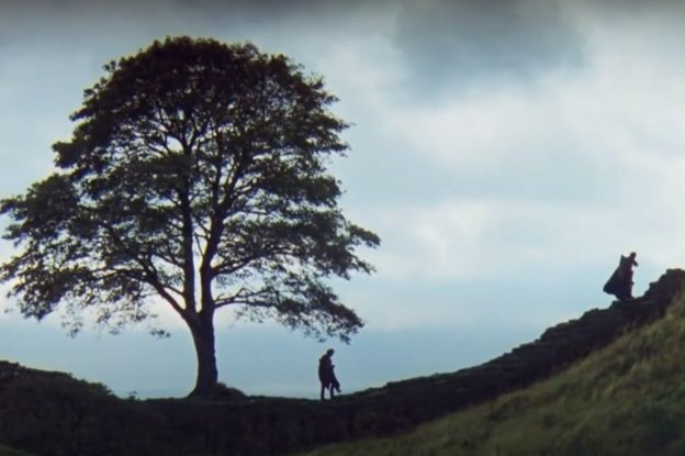 Sycamore Gap tree: Proposals, photographs and the big screen - BBC News