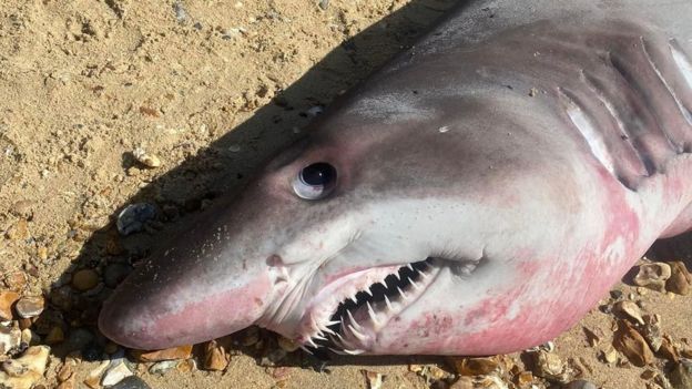 Hampshire shark: Appeal for head to be returned - BBC News