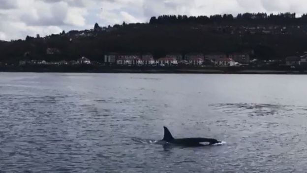 Sick killer whale 'found dead in France' - BBC News