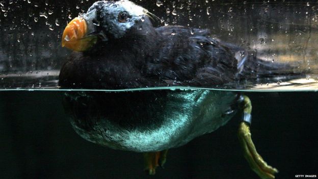 Why animals are dying in their thousands across the world - BBC News
