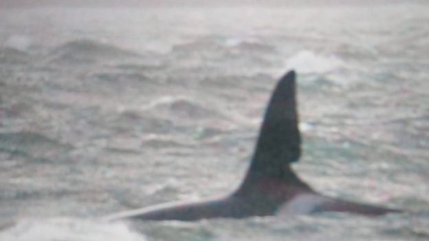 Famous orca photographed off Chanonry Point - BBC News