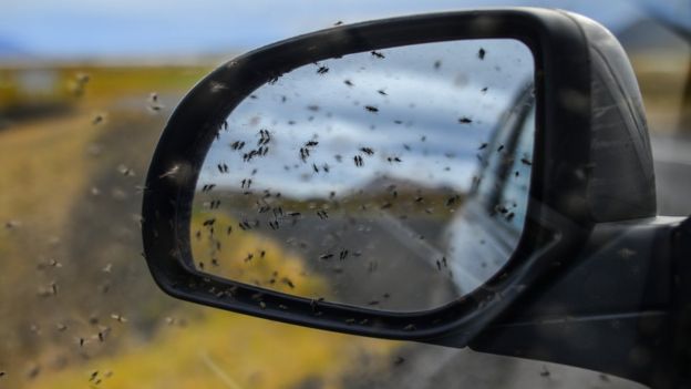 Scotland's dry weather devastates midge numbers - BBC News