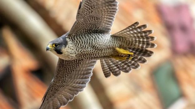 Cromer peregrine falcons and chicks in family photo - BBC News