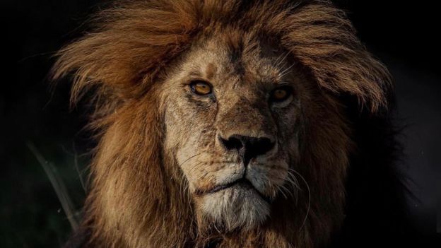 South Africa's Kruger National Park study: Animals fear human voices ...