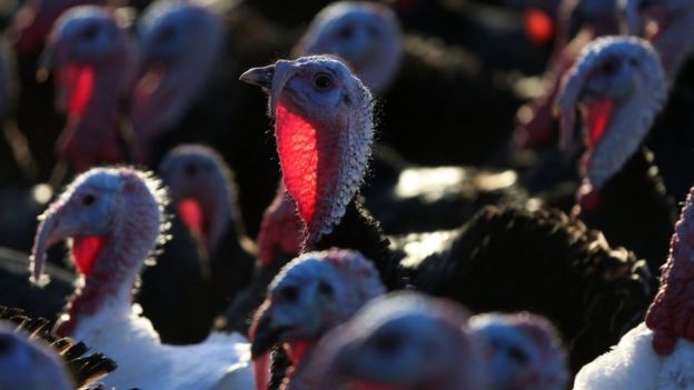 Bird flu: Russia detects first case of H5N8 bird flu in humans - BBC News