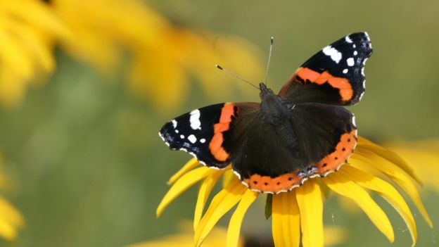 Big Butterfly Count: UK sees surge in Red Admiral butterfly numbers in ...