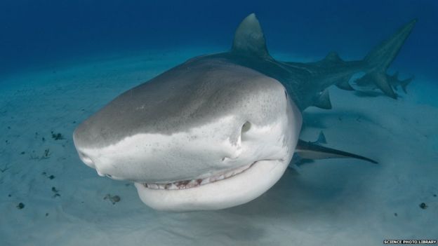 The 'killer tiger shark' of Brighton beach - BBC News