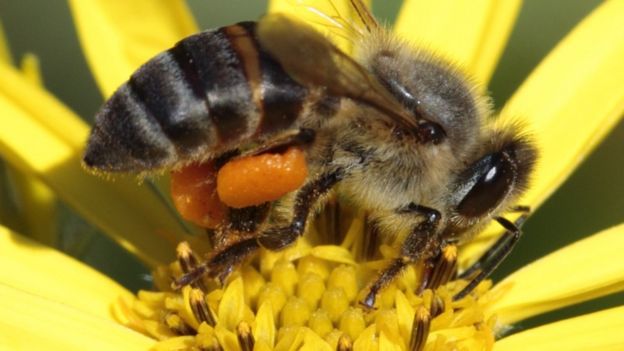 South African bees: 'One million die in Cape Town' - BBC News
