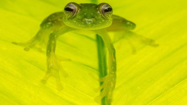 Glass frogs: Scientists discover how species turns transparent - BBC ...