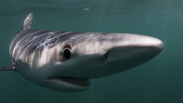 Swimmers warned over 9ft blue shark in St Ives, Cornwall - BBC News