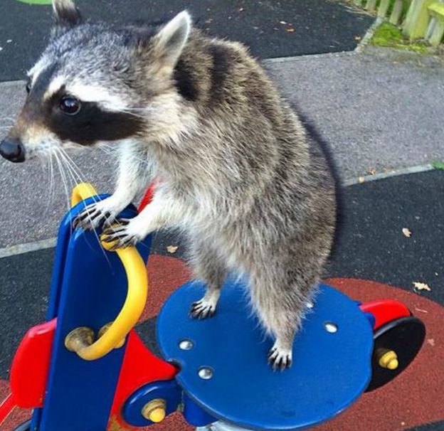 Mystery Tube-riding raccoon identified - BBC News