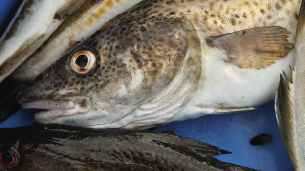 North Sea cod stocks fall to 'critical' level says Ices report - BBC News