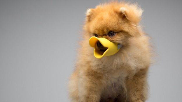 What is a warrant canary? - BBC News