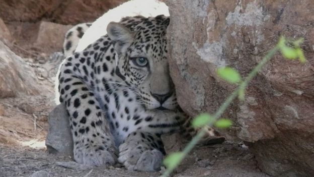 Pioneering 'diaries' reveal the secret lives of animals - BBC News