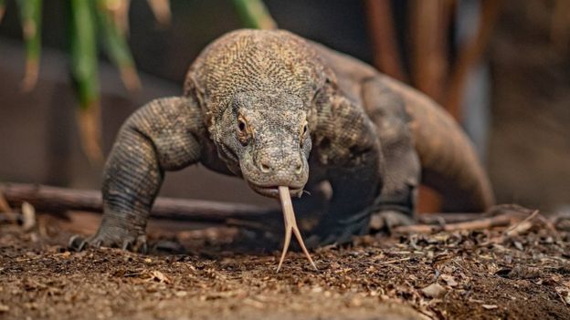 Chester Zoo welcomes new pair of Komodo dragons - BBC Newsround