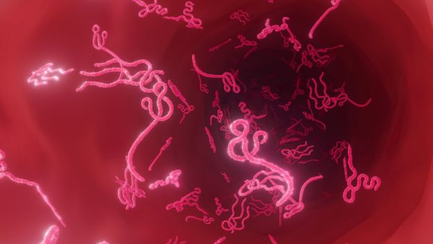 Ebola adapted to easily infect people - BBC News