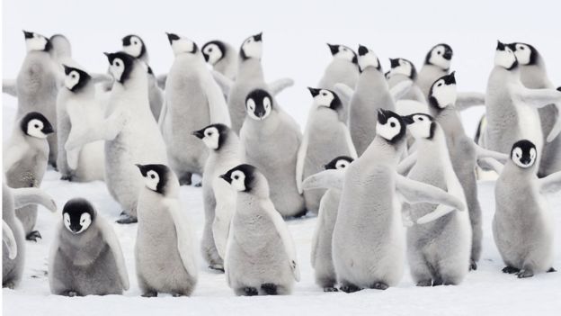 Climate change: Thousands of penguins die in Antarctic ice breakup ...