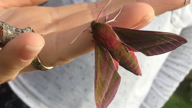 Galloway study finds hundreds of species of moths - BBC News