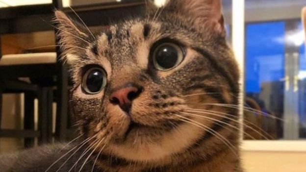 Cat 'shot in face with ball bearing in catapult attack' in Poole - BBC News