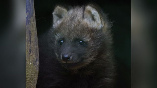 Maned Wolf pup born at Exmoor Zoo - BBC News