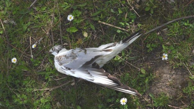 Nottinghamshire bird flu warning after gull deaths - BBC News
