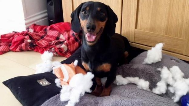 Harlso the Hound: Belfast poised pooch finds internet fame - BBC News